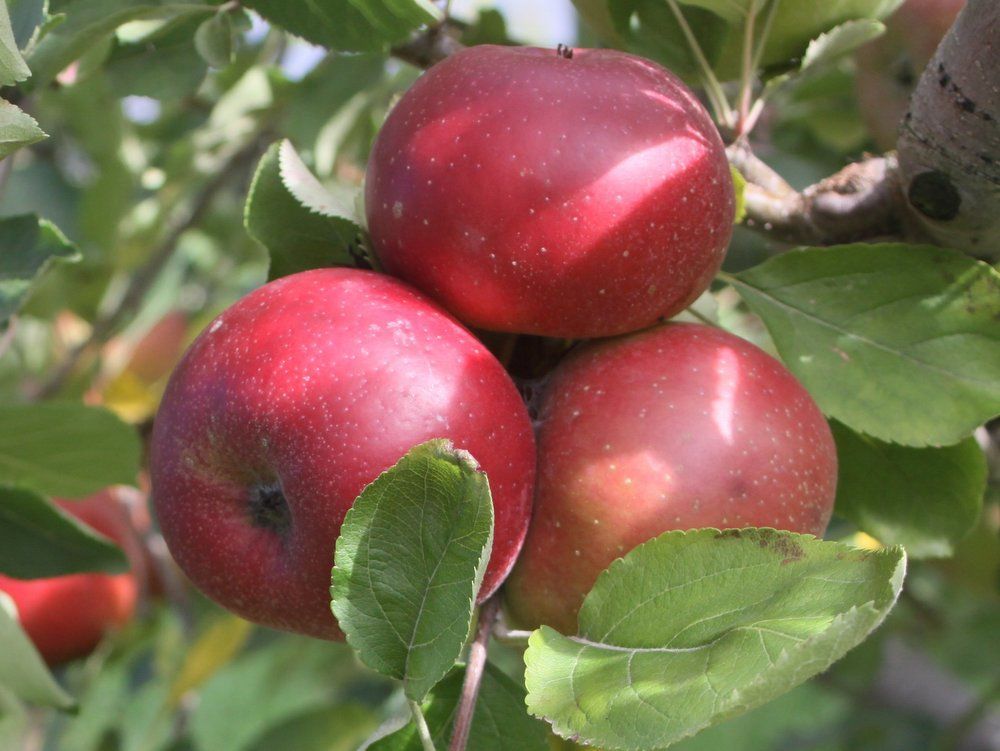 Our Apples – Slaughter Orchard & Cidery