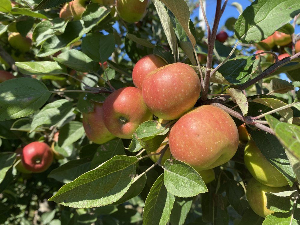 Our Apples – Slaughter Orchard & Cidery