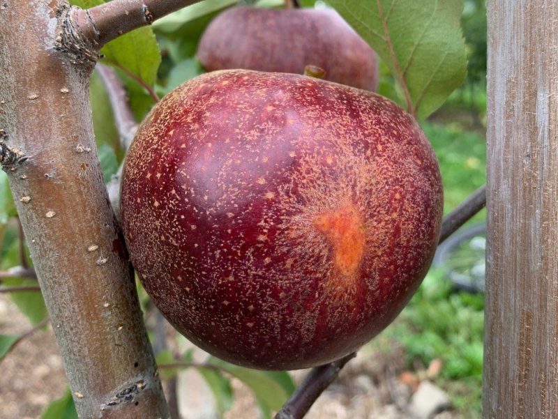 Our Apples – Slaughter Orchard & Cidery