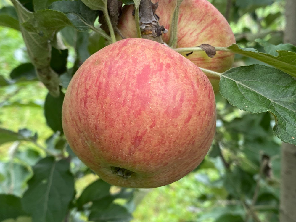 Our Apples – Slaughter Orchard & Cidery