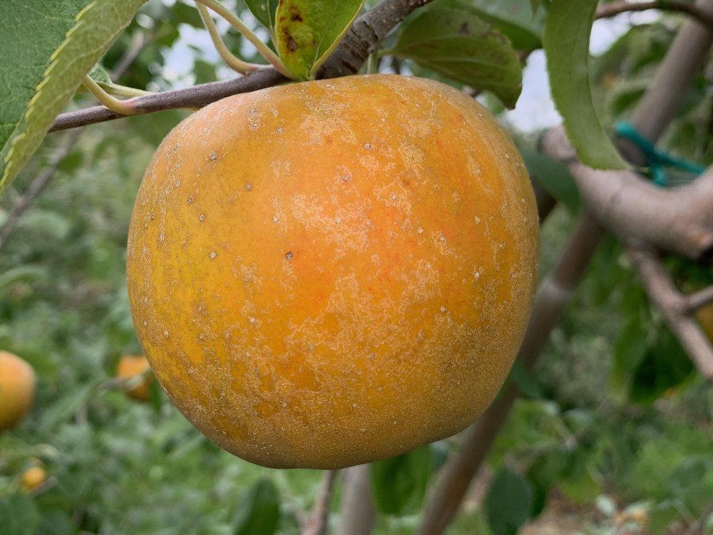 Our Apples – Slaughter Orchard & Cidery