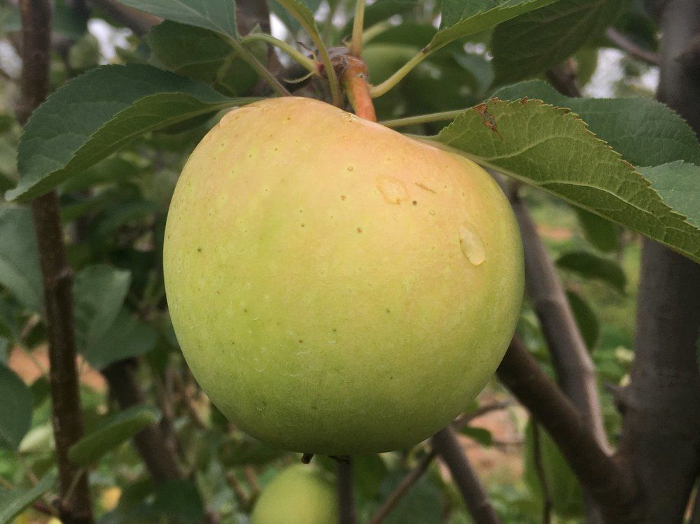 Our Apples – Slaughter Orchard & Cidery