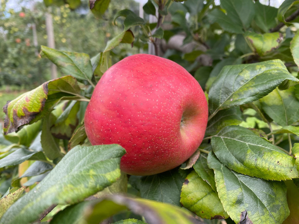 Our Apples – Slaughter Orchard & Cidery