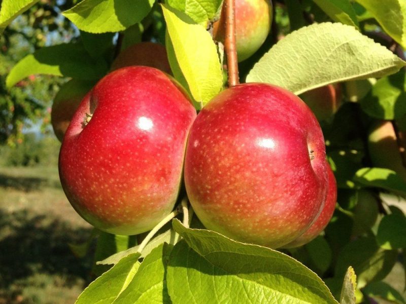 Our Apples – Slaughter Orchard & Cidery