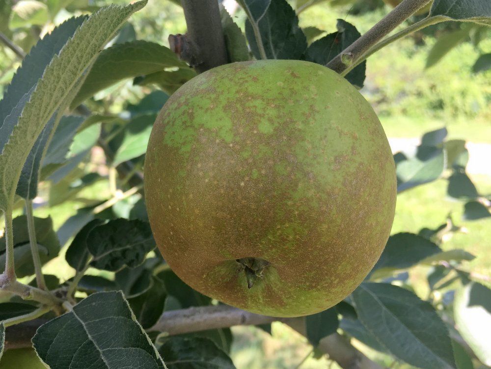 Our Apples – Slaughter Orchard & Cidery
