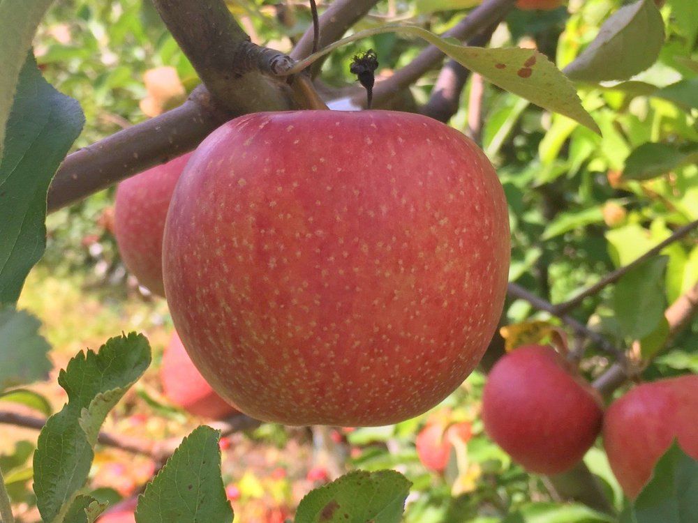 Our Apples – Slaughter Orchard & Cidery