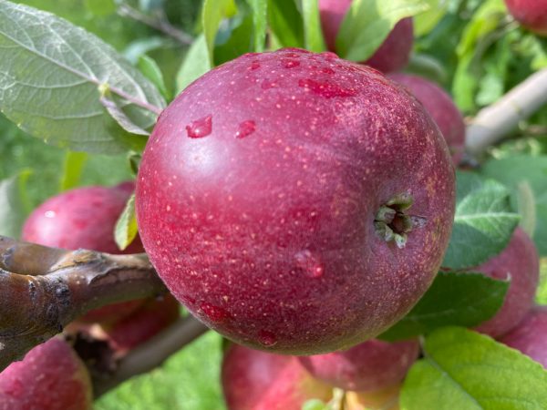 Our Apples – Slaughter Orchard & Cidery